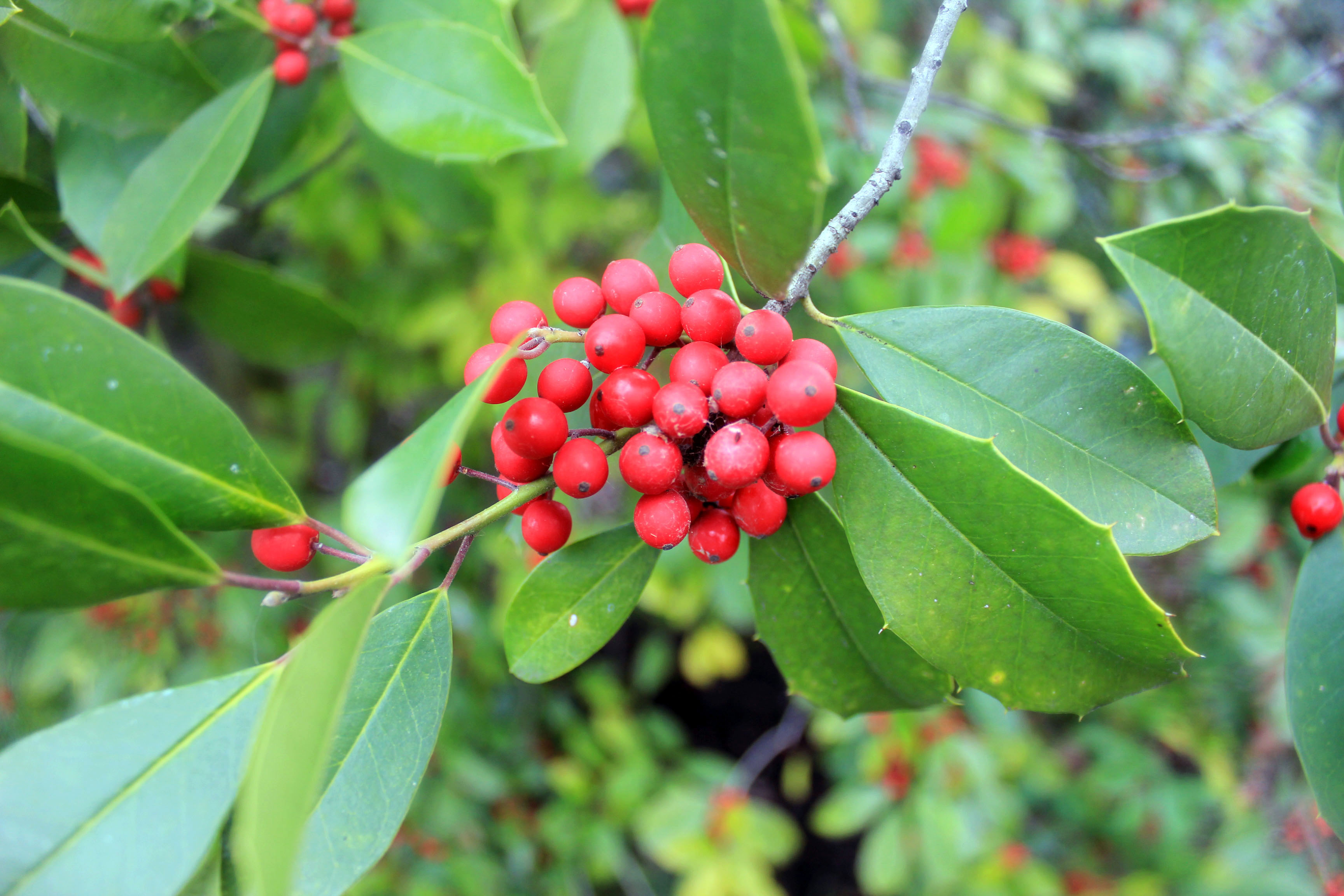 Holly Free Public Domain Stock Photo